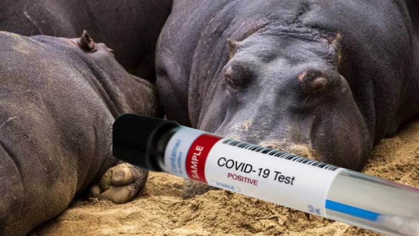 COVID-19 ცხოველებში – ბელგიის ზოოპარკში ორი ბეჰემოთი დაინფიცირდა ...