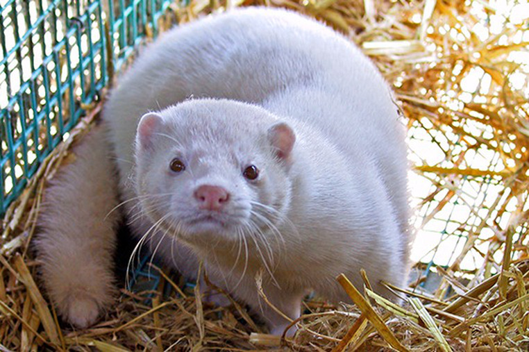 დანიაში კიდევ 126 წაულა გაანადგურეს – გურიის მოამბე