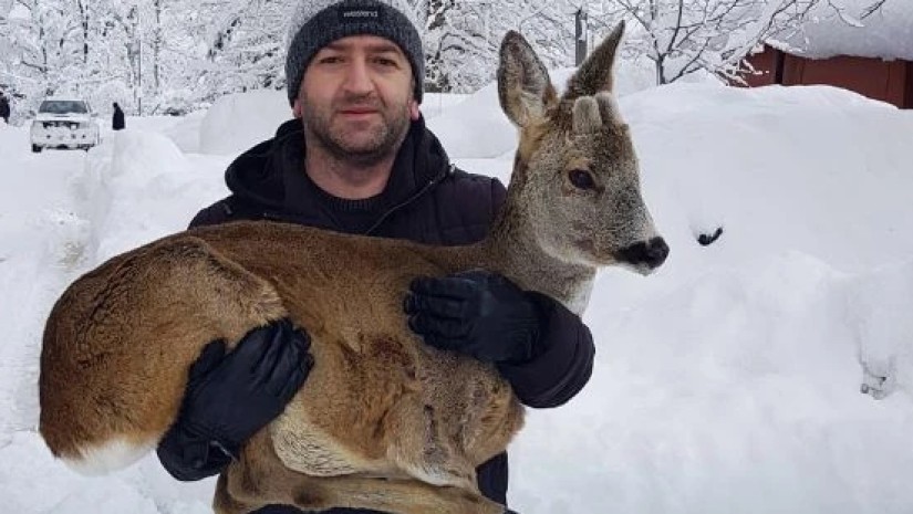 შუახევში ფეხმოტეხილი შველი იპოვეს და გამოჯანმრთელებამდე შეიფარებენ ...