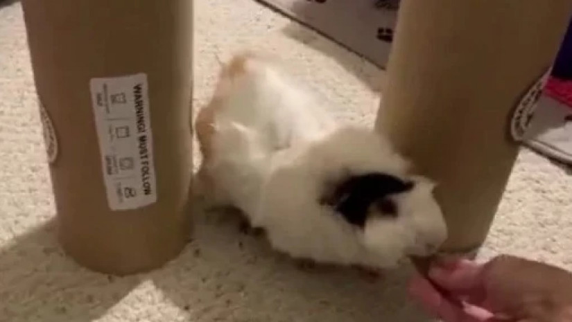 გაიცანით ზღვის გოჭი, რომელიც გინესის რეკორდსმენი გახდა – გურიის მოამბე